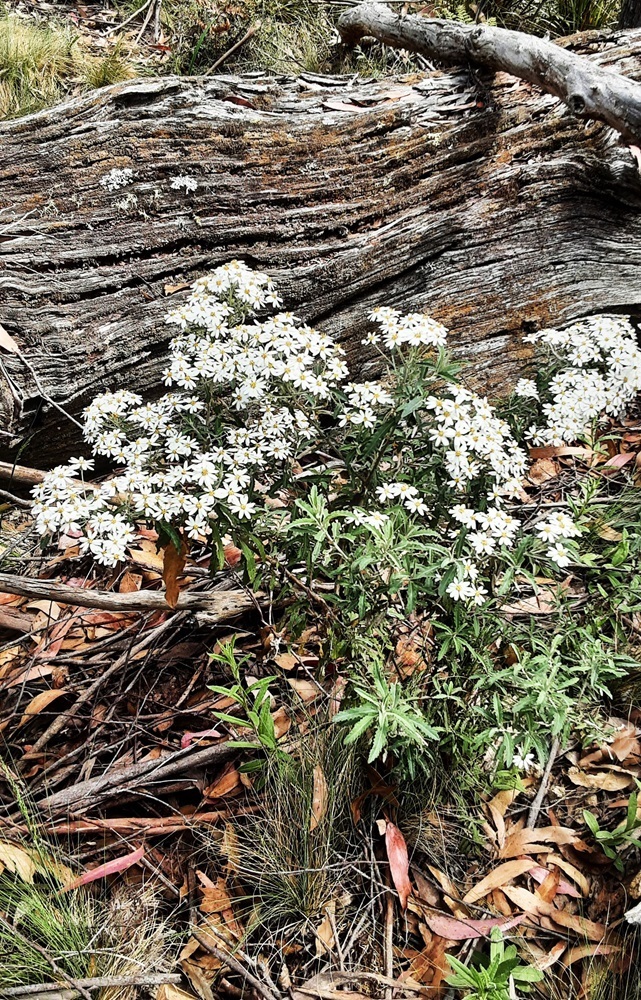 Asthma Bush from Gardens of Stone SCA, Lidsdale NSW 2790, Australia on ...