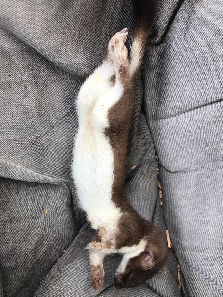 Haida Gwaii Stoat from Skeena-Queen Charlotte, CA-BC, CA on July 21 ...