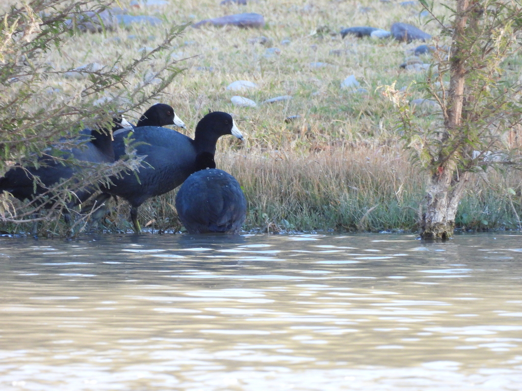 American Coot from Lerdo, Dgo., México on December 15, 2024 at 08:40 AM ...