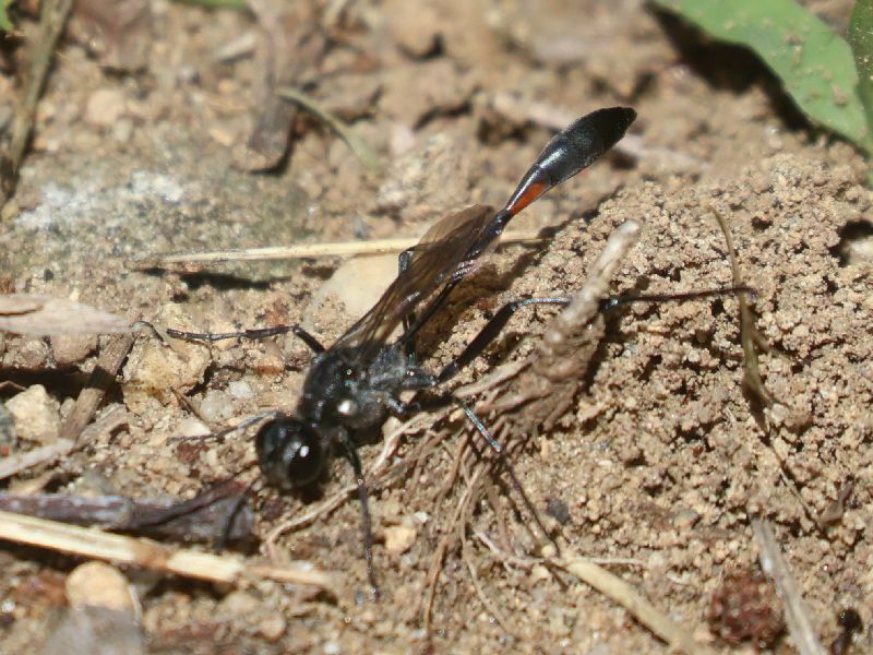 Common Thread-waisted Wasp from Ward Pound Ridge - Michigan Rd ...