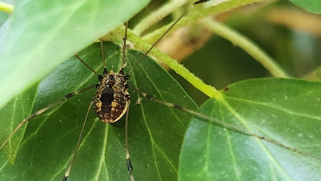 Eastern Harvestman from Hagerstown, MD, USA on August 11, 2024 at 01:20 ...