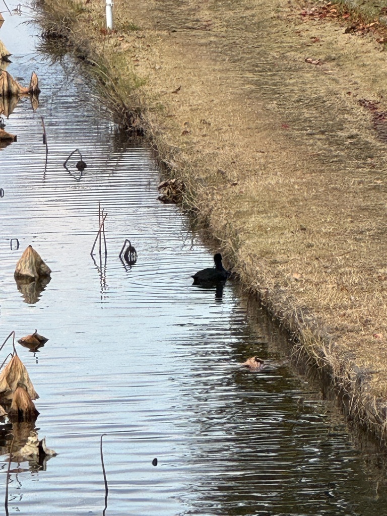 Eurasian coot from 大濠公園, 福岡市, 福岡県, JP on December 17, 2024 at 08:28 AM ...