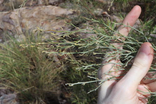 Jacksonia pendens · iNaturalist