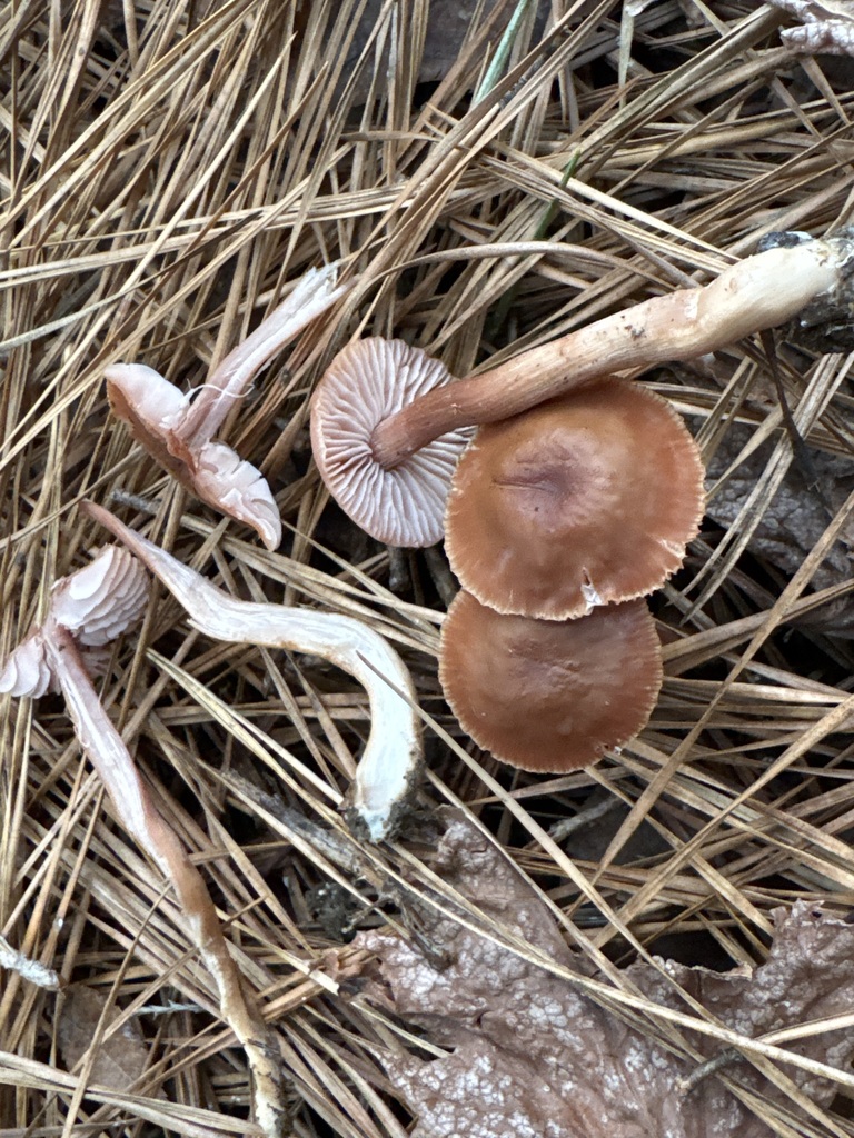 Fungi Including Lichens in December 2024 by Jeff Guillemette. Odor mild ...