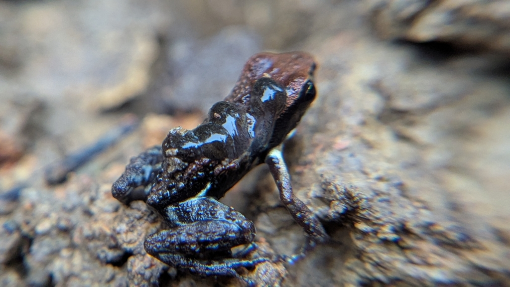 Marbled Poison Frog from Cube, Ecuador on December 16, 2024 at 05:42 PM ...