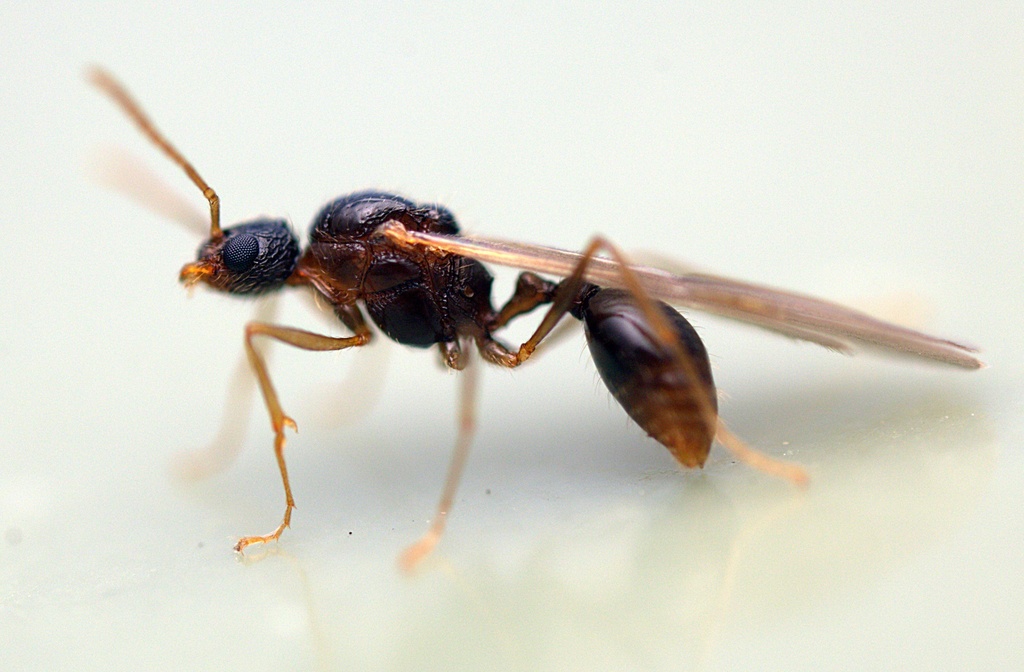 Myrmicine Ants from Ruawai, New Zealand on December 12, 2024 at 07:48 ...