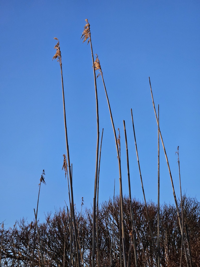common reed from South Kingstown, RI, USA on April 12, 2024 at 06:59 PM ...