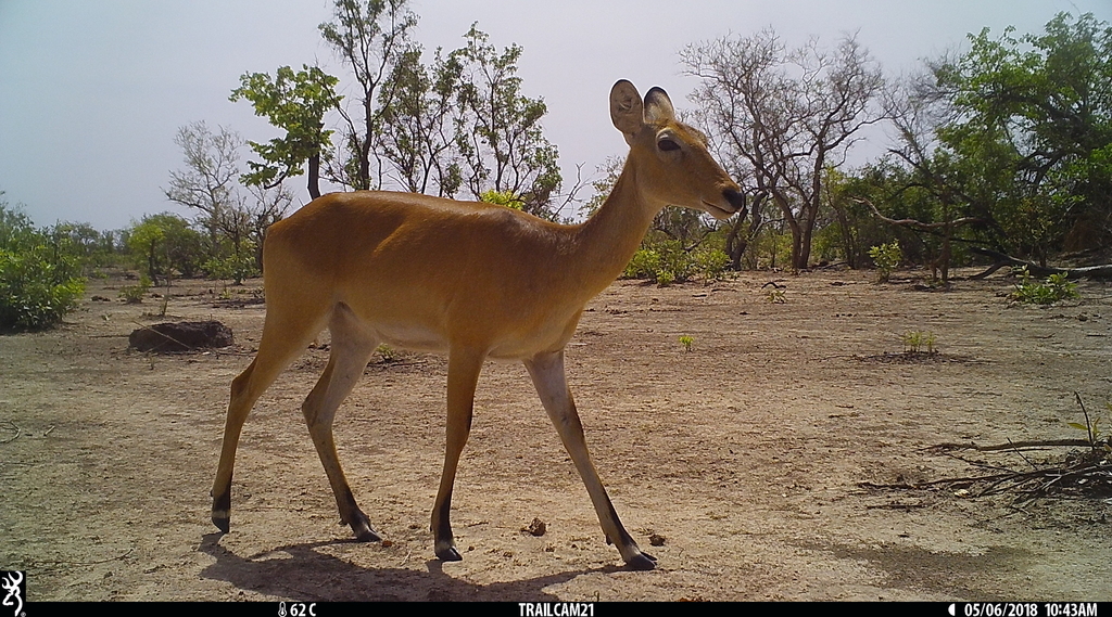 Buffon's Kob (Kobus kob kob) - Know Your Mammals