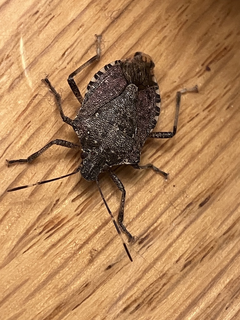 Brown Marmorated Stink Bug in December 2024 by celery22 · iNaturalist