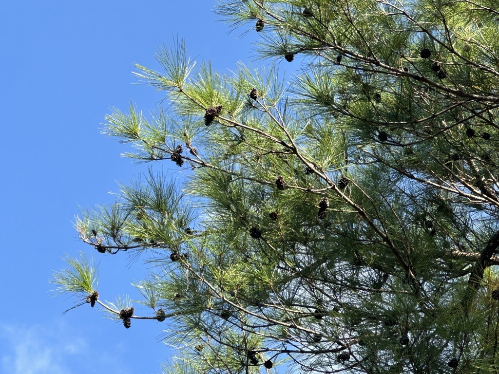 Luchu pine (Pinus luchuensis) - Botanical Realm