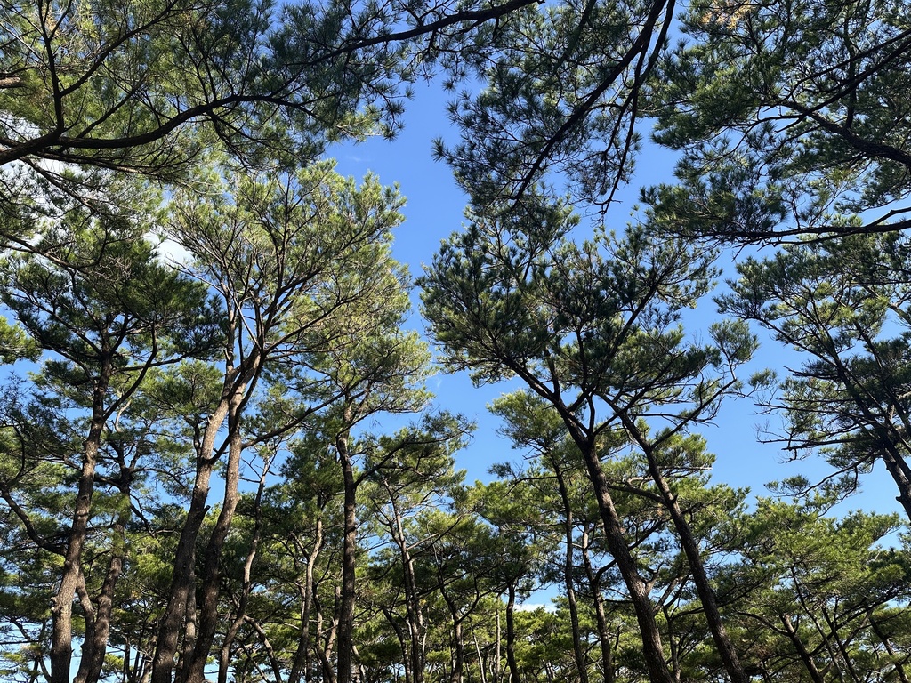 Luchu pine (Pinus luchuensis) - Botanical Realm