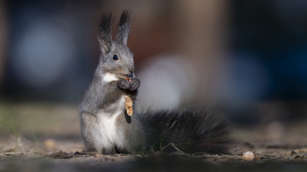 Manchurian Red Squirrel from 中国北京市海淀区蓝旗营 on December 7, 2024 at 09:40 ...