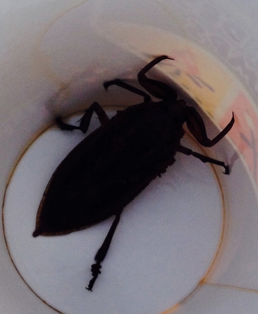 American Giant Water Bug in May 2014 by Charlene McNaughton · iNaturalist