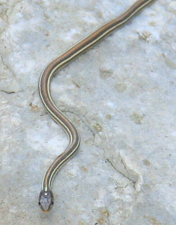 Western Ribbon Snake from San Saba County, TX, USA on December 16, 2024 ...