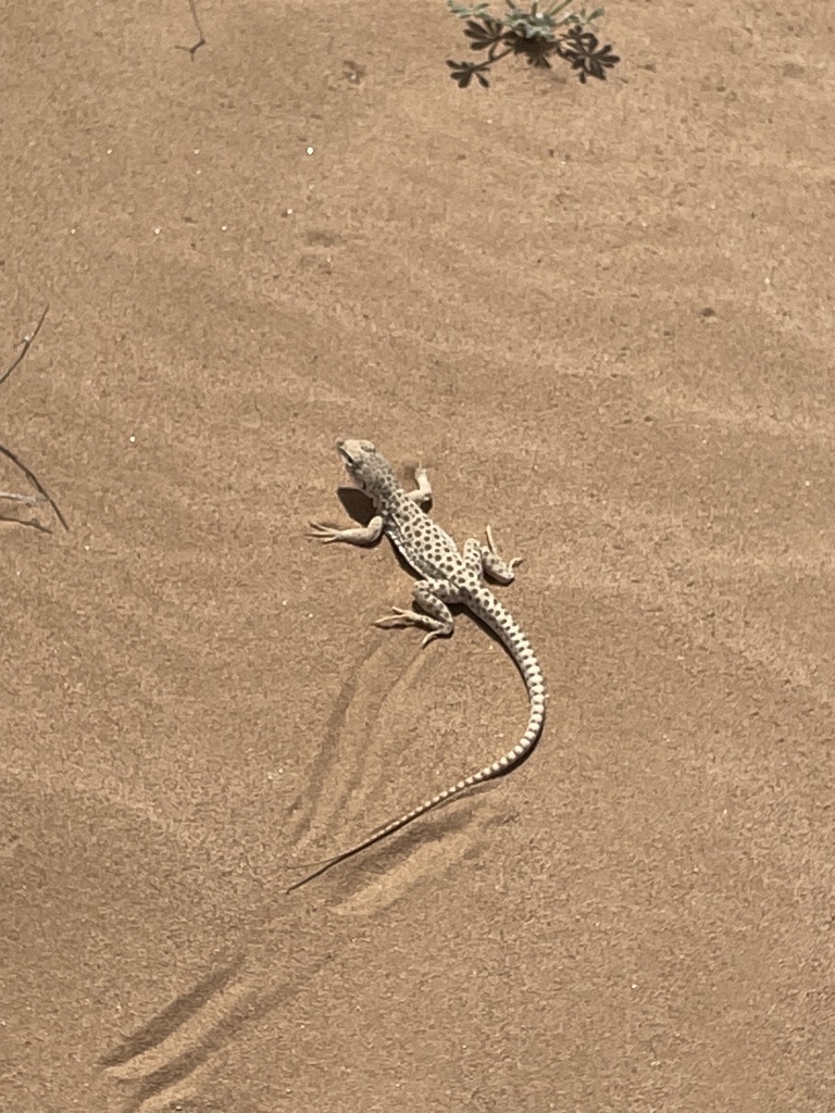 Long-nosed Leopard Lizard from Henderson, NV, US on April 23, 2023 at ...