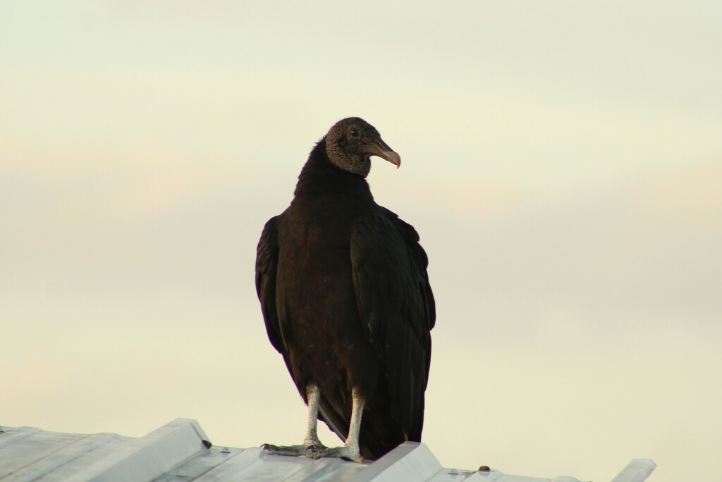 Black Vulture from Colorado County, TX, USA on December 16, 2024 at 06: ...