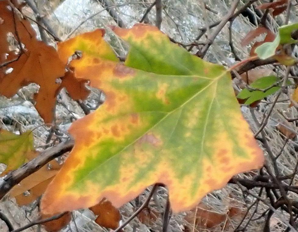 western sycamore from San Diego County, CA, USA on December 14, 2024 at ...