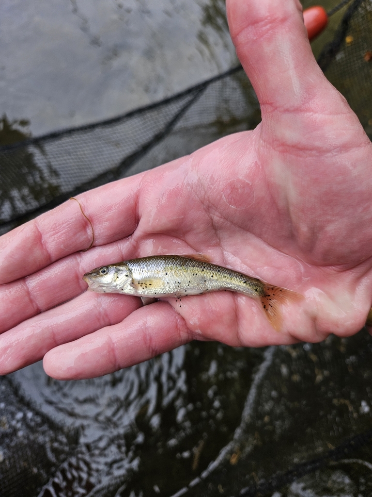 North American Minnows from Chardon Township, OH, USA on May 04, 2024 ...