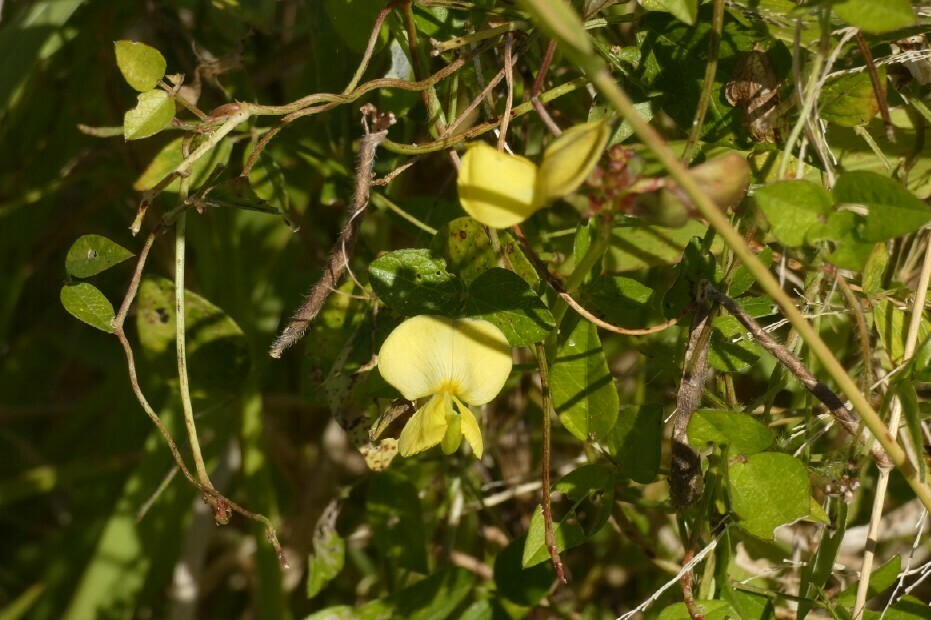 Wild Cowpea from Florida, Brevard, State Road 520 at the St. Johns ...