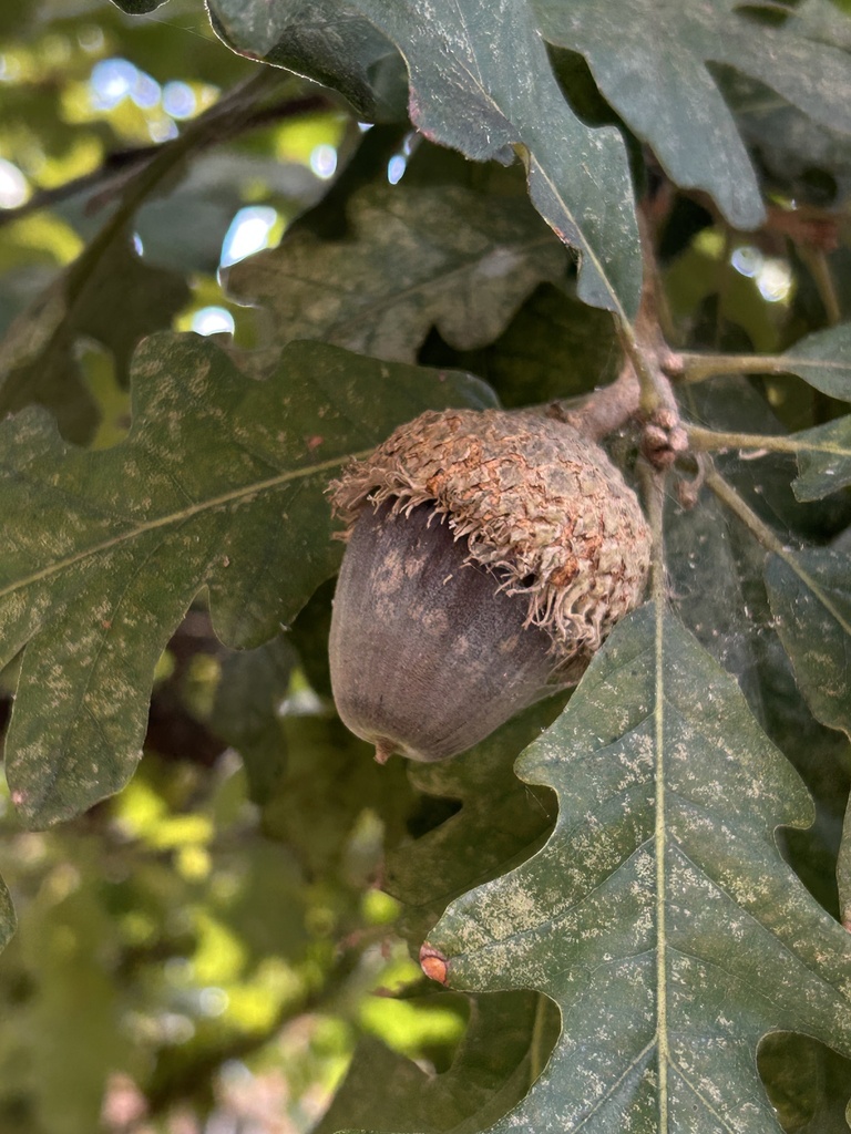 bur oak from The University of Texas at Austin, Austin, TX, US on ...