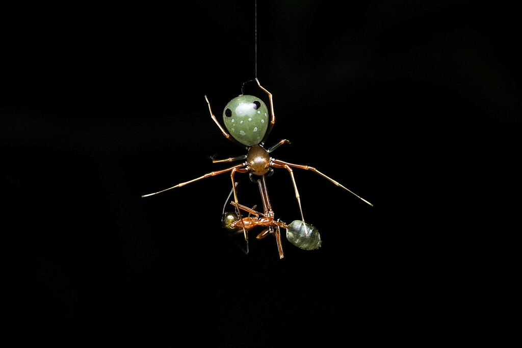 Green Tree Ant-mimic Spider from Cairns Botanic Gardens, Edge Hill QLD ...