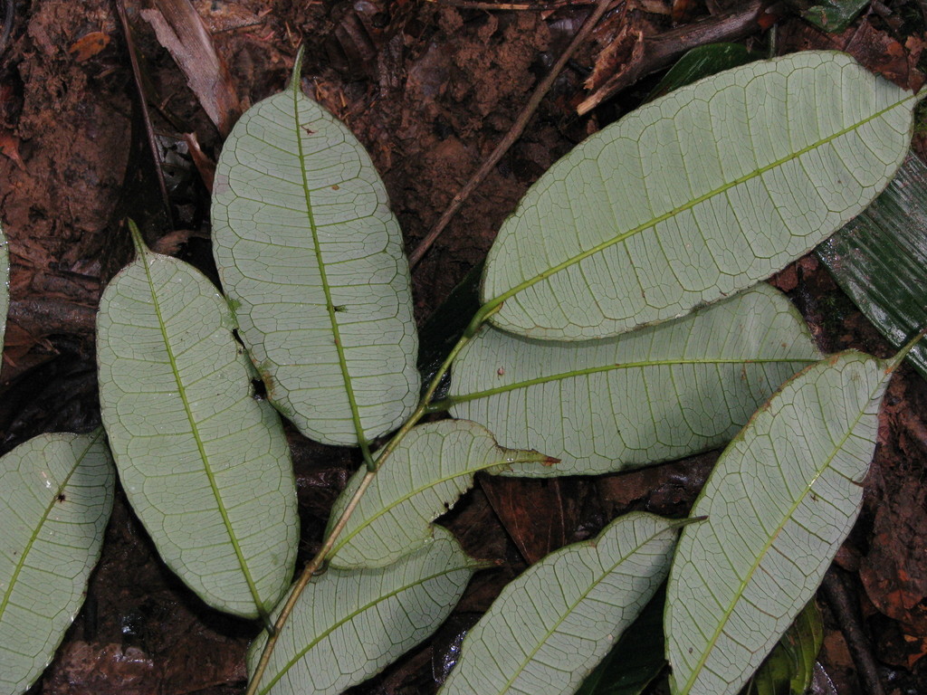 (Mabea occidentalis) - Botanical Realm