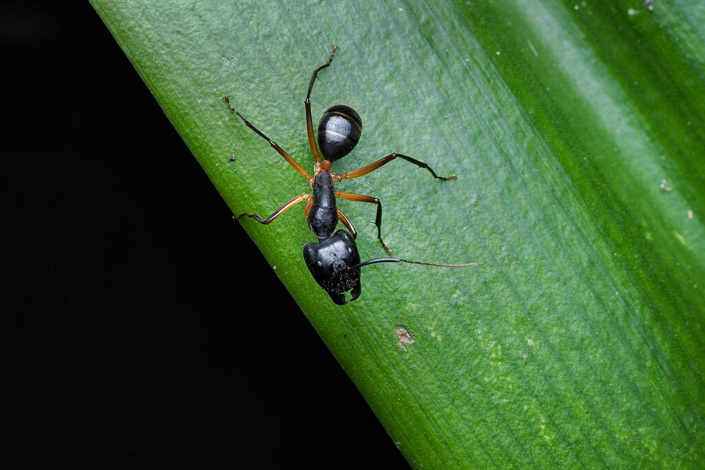 Camponotus confusus from Cairns Botanic Gardens, Edge Hill QLD 4870 ...