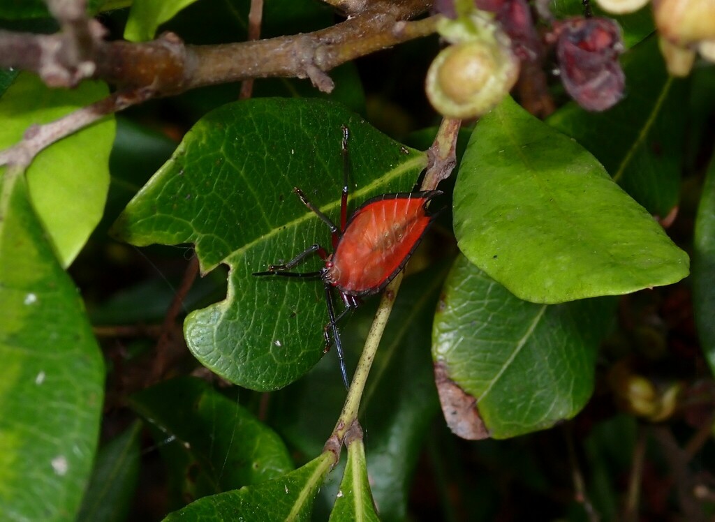 Lychee Stink Bug from Repton NSW 2454, Australia on December 17, 2024 ...
