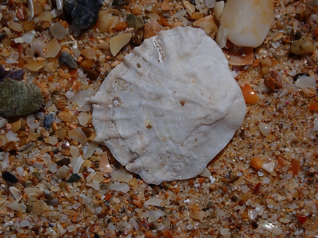 Bivalves from Bundagen NSW 2454, Australia on December 17, 2024 at 03: ...