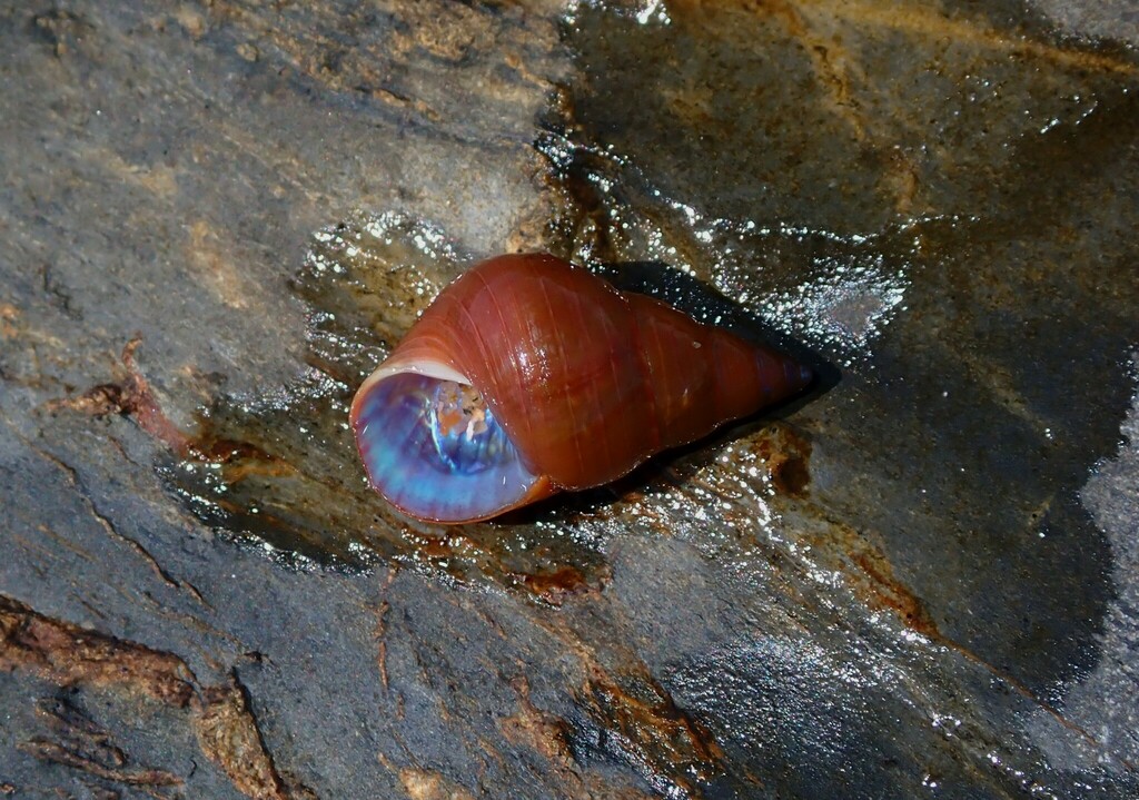 Phasianotrochus eximius from Bundagen NSW 2454, Australia on December 17, 2024 at 03:21 PM by ...