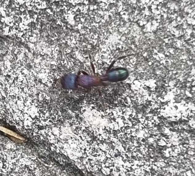 Pony Ants from Ferny Grove Aqua Park, Upper Kedron Road, Keperra QLD ...