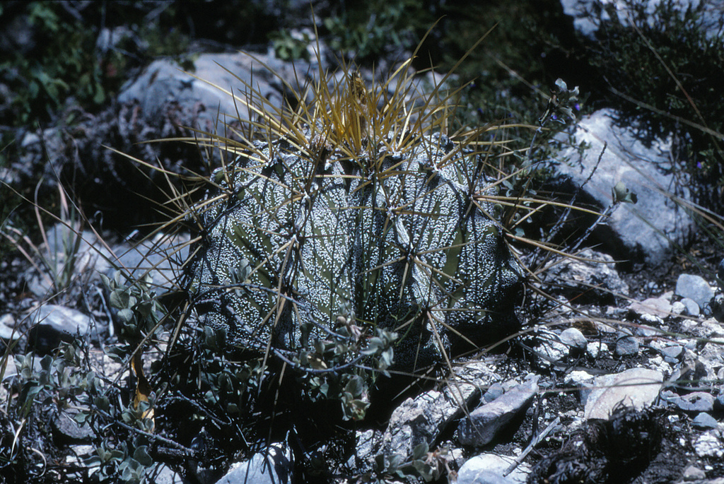 star cactus in October 1995 by Anton Hofer · iNaturalist