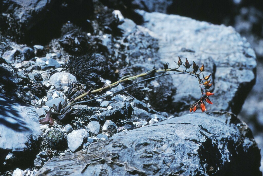 Echeveria humilis from Cadereyta, Qro., México on October 1, 1995 by ...