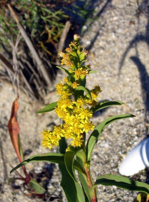 northern seaside goldenrod from Highlands, New Jersey, United States on ...