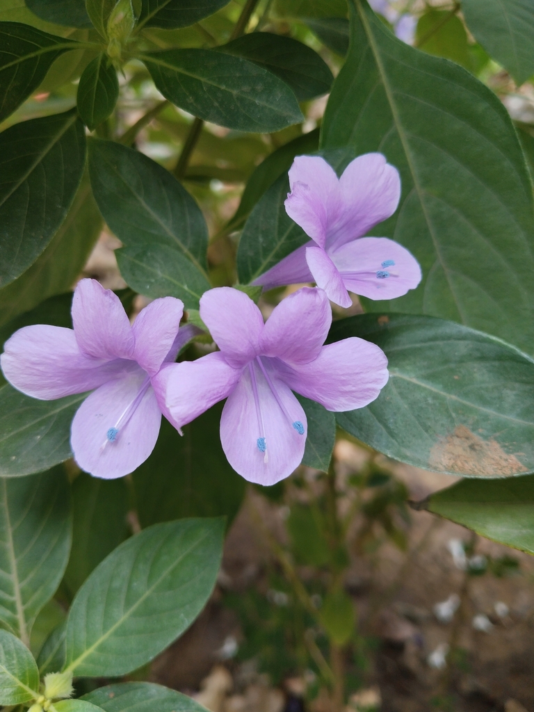 Philippine violet from 856P+5CH, Maharaja Sayajirao University ...