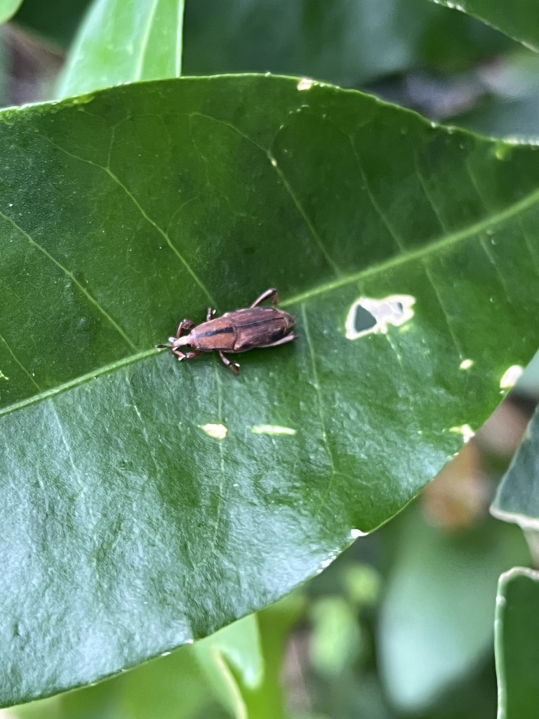 Sphenocorynes ocellatus in December 2024 by Nakatada Wachi · iNaturalist