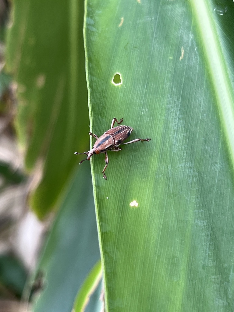 Sphenocorynes ocellatus in December 2024 by Nakatada Wachi · iNaturalist