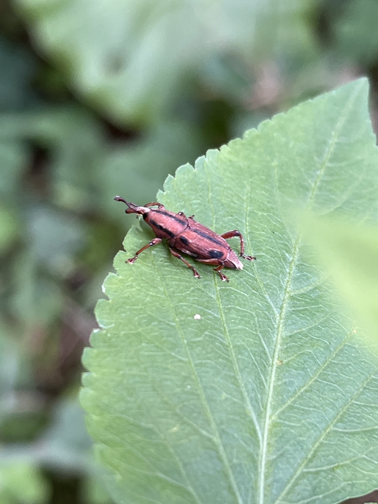 Sphenocorynes ocellatus in December 2024 by Nakatada Wachi · iNaturalist