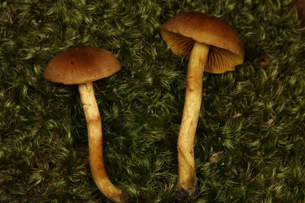 saffron webcap from 35 Scudder Ave, Hyannis, MA 02601, USA on October ...