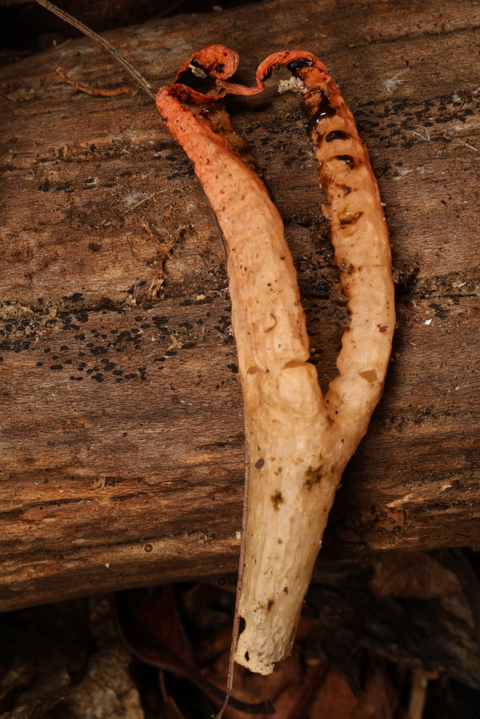 stinky squid from 35 Scudder Ave, Hyannis, MA 02601, USA on October 13 ...