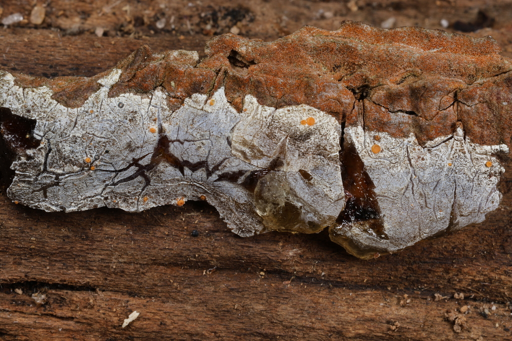 Zythia resinae from 35 Scudder Ave, Hyannis, MA 02601, USA on October ...