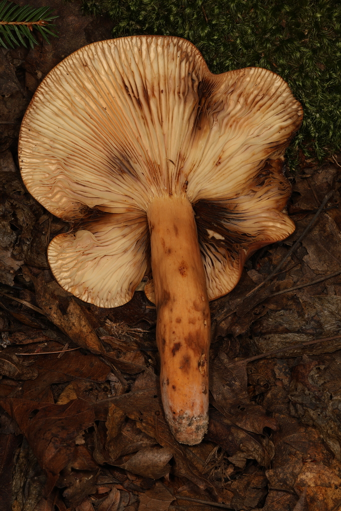 Weeping Milk Cap from 35 Scudder Ave, Hyannis, MA 02601, USA on October ...