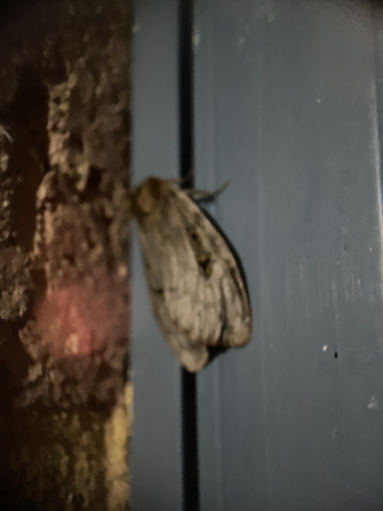 White Cedar Moth from Old York Rd, Northam, WA, AU on December 17, 2024 ...