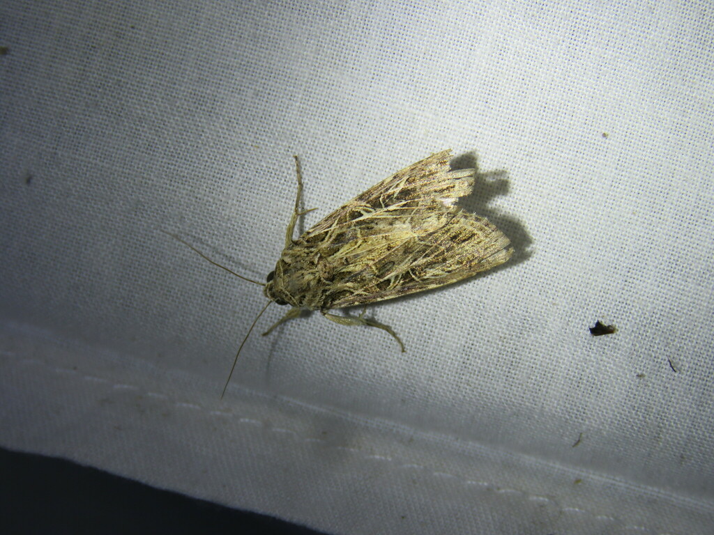 Mediterranean Brocade from Kartong, The Gambia on November 24, 2024 at ...