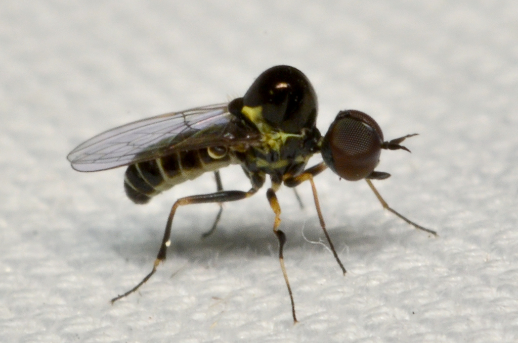 Micro Bee Flies (SBBG Lompoc SWP Floral Visitor Guide ) · iNaturalist
