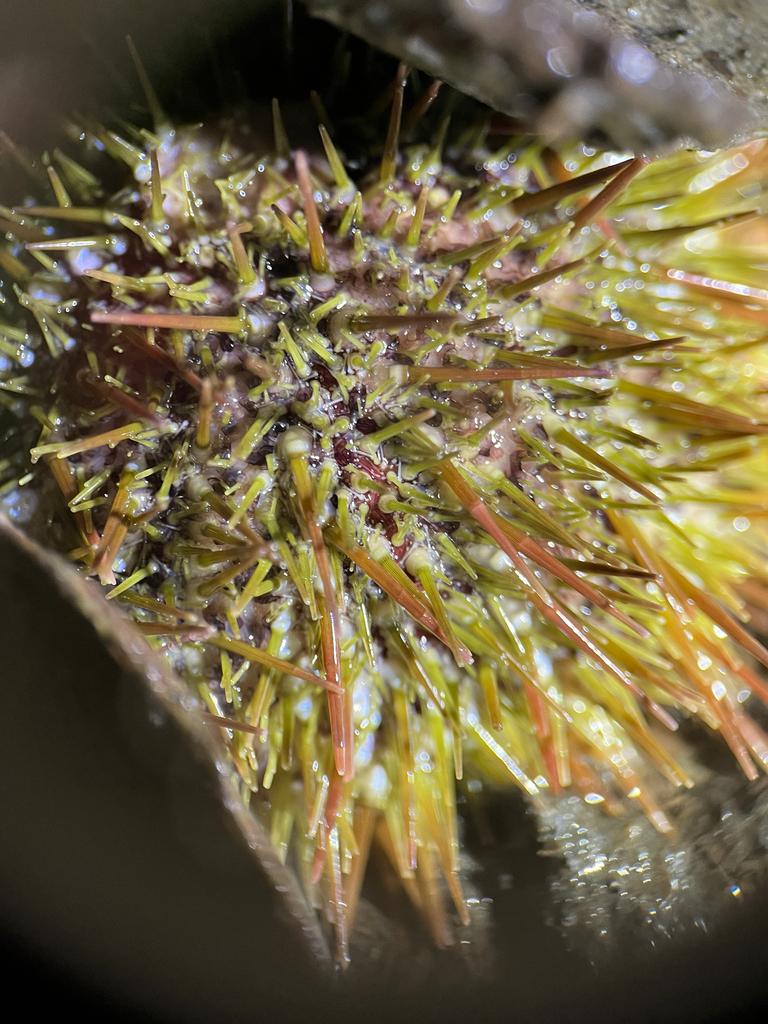 Pacific Purple Sea Urchin from Harborview Dr, Gig Harbor, WA, US on ...
