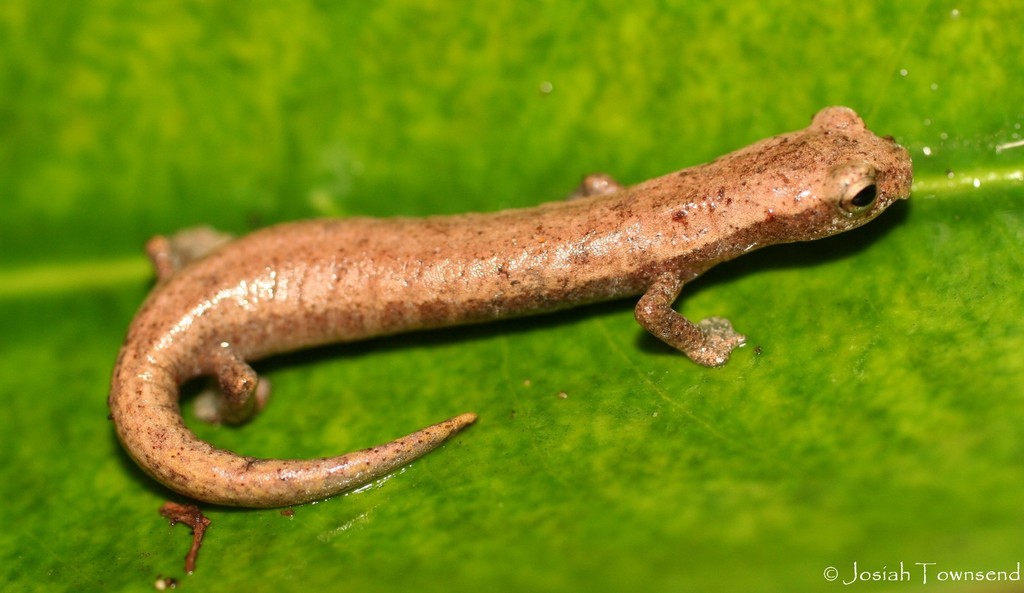 Nymph Salamander from Arizona, HN-AT, HN on November 12, 2010 by Josiah ...