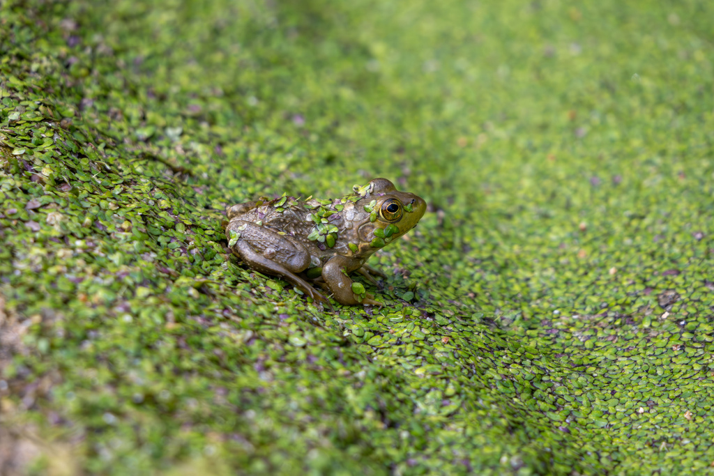 American Bullfrog from Gainesville, FL, US on December 14, 2024 at 12: ...