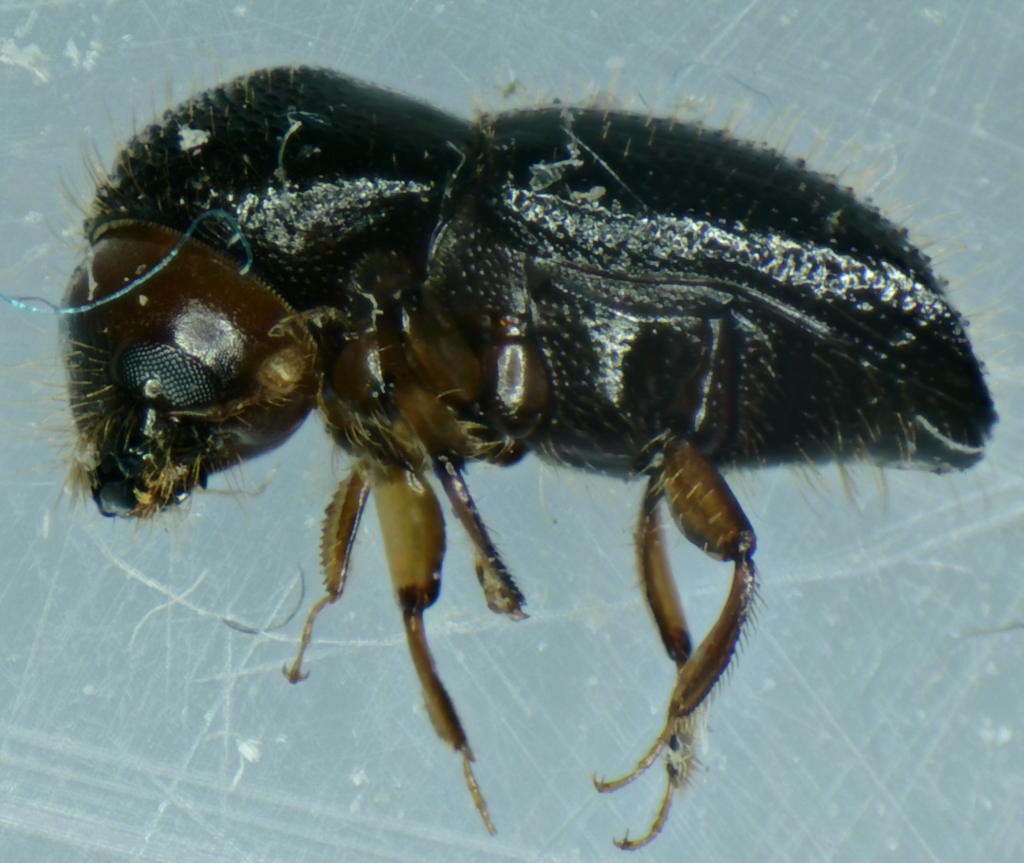 Euwallacea validus from Park Forest/LA North, Baton Rouge, LA, USA on ...