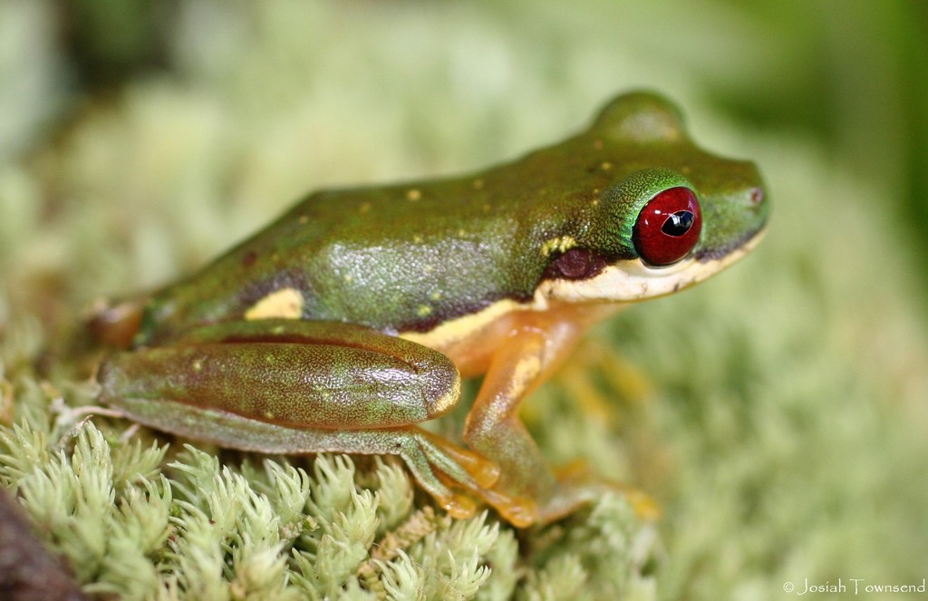 Honduran Brook Frog (Herpetofauna of Honduras) · iNaturalist